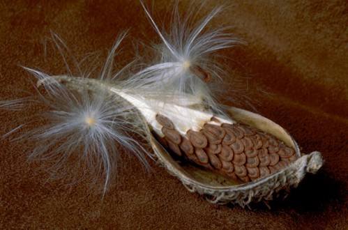 Milkweed Seed Pod Boat | Amy Lamb Studio, LLCAmy Lamb Studio, LLC
