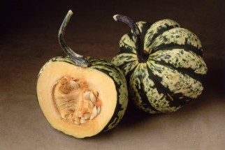 Squash Cross-Section | Amy Lamb Studio, LLC